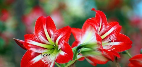 Bunga Terindah di Dunia | Alfindo Florist