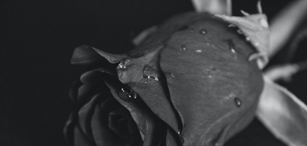 Arti Bunga Mawar Hitam | Alfindo Florist